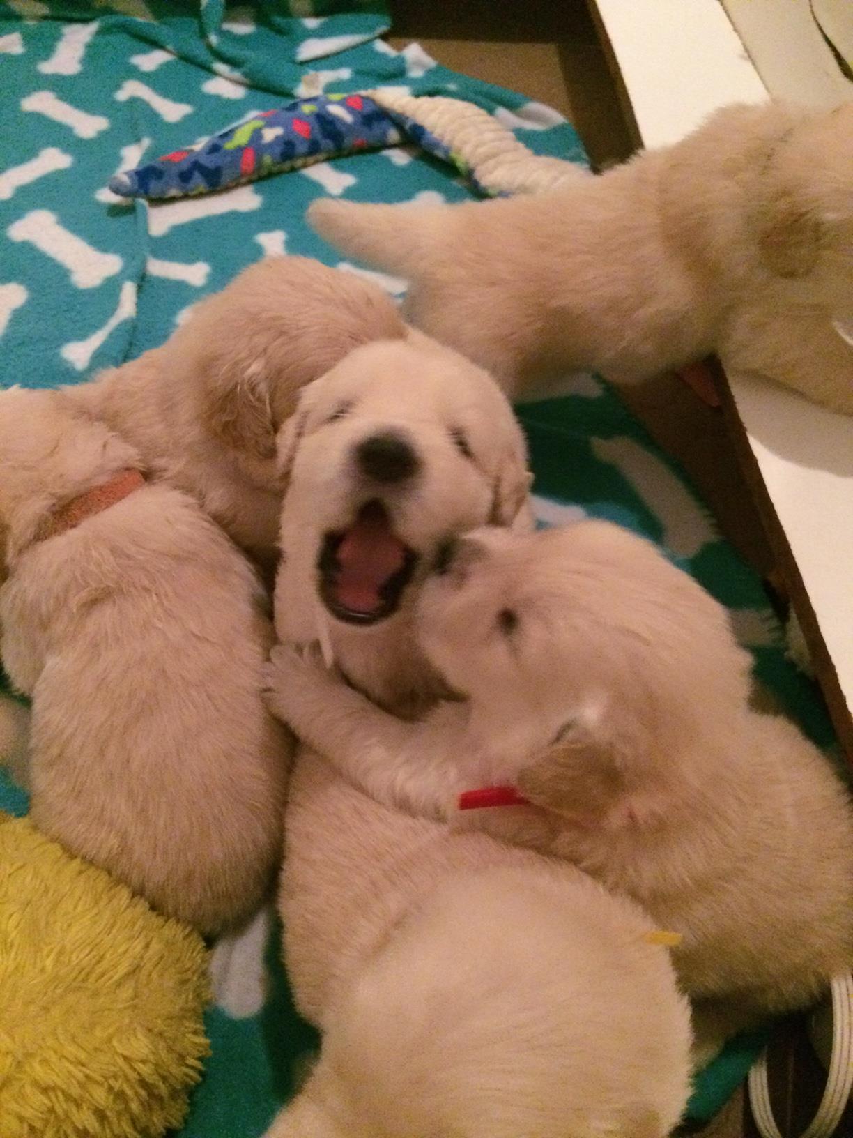 Wonderland's Golden Retrievers, Melrose, Florida, Golden Retriever ...