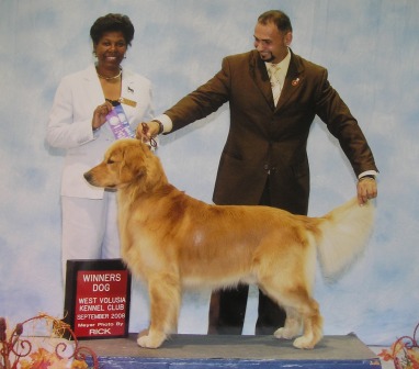 Wonderland's Golden Retrievers, Melrose, Florida, Golden Retriever ...